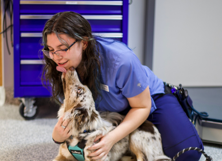 Home - Longmont Small Animal Hospital | Expert Pet Care for Every Stage ...
